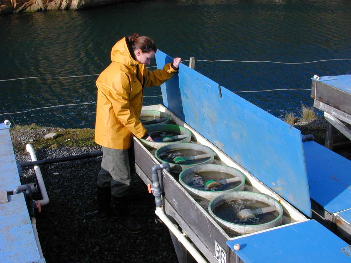 The Hatchery Process – Guernsey Sea Farms