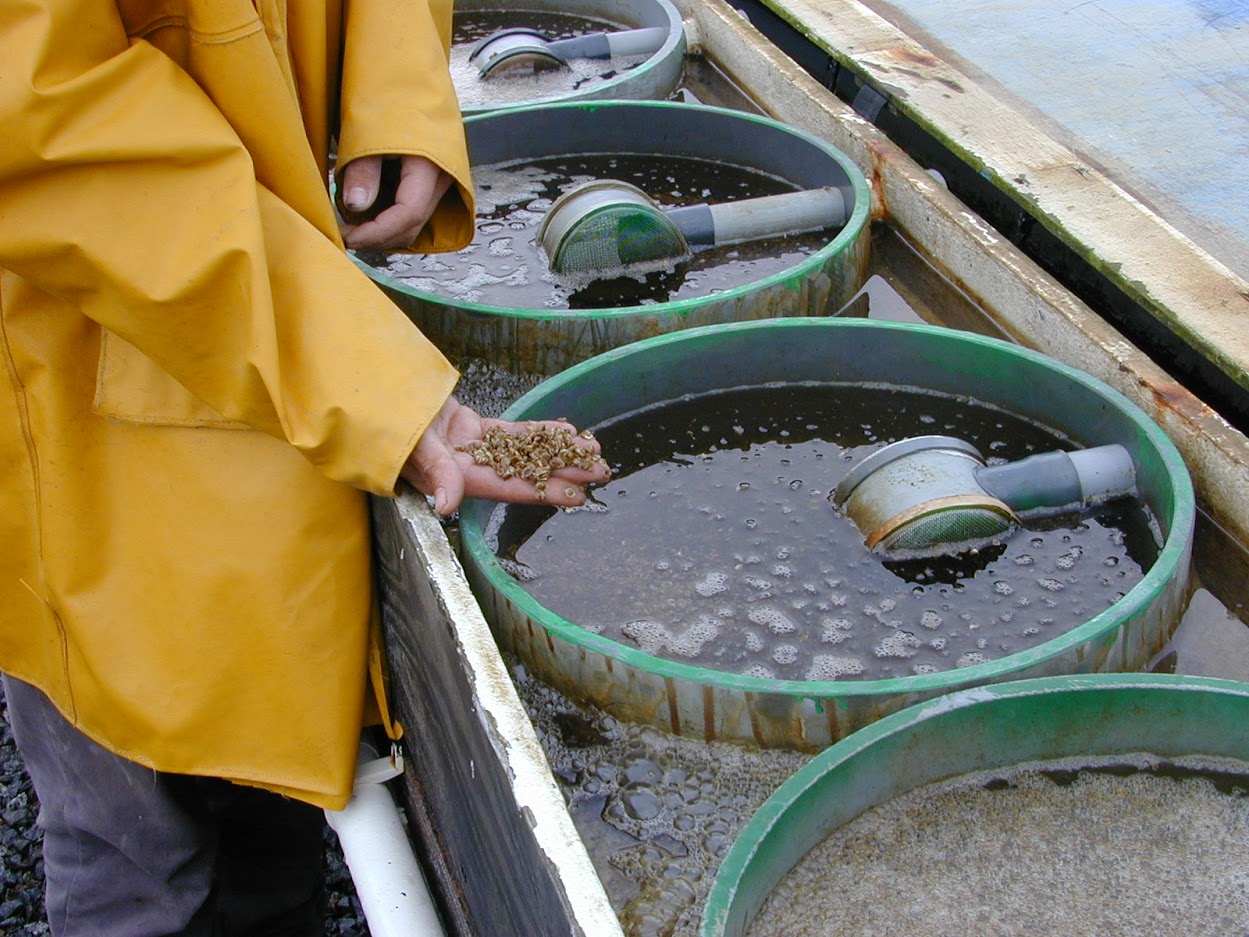 The Hatchery Process – Guernsey Sea Farms