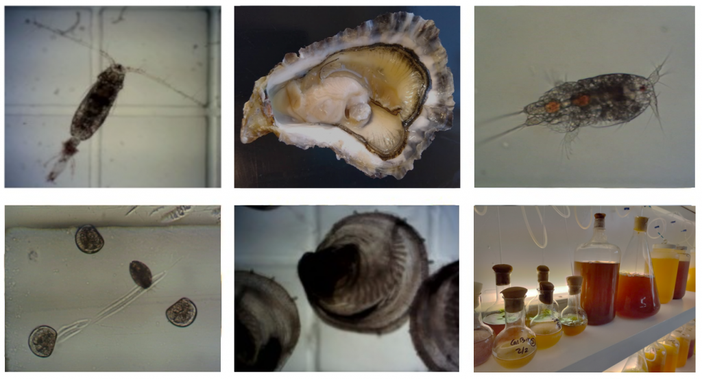 About Our Ecotox Services – Guernsey Sea Farms