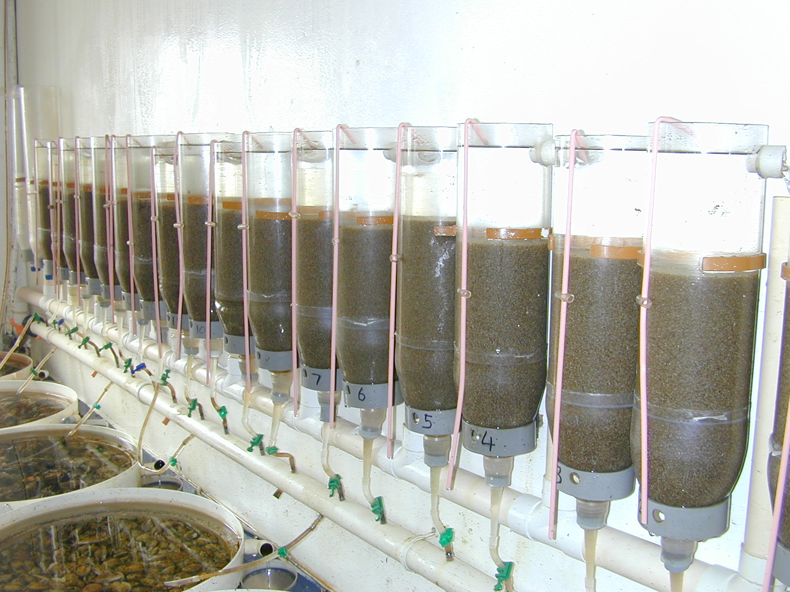 The Hatchery Process – Guernsey Sea Farms